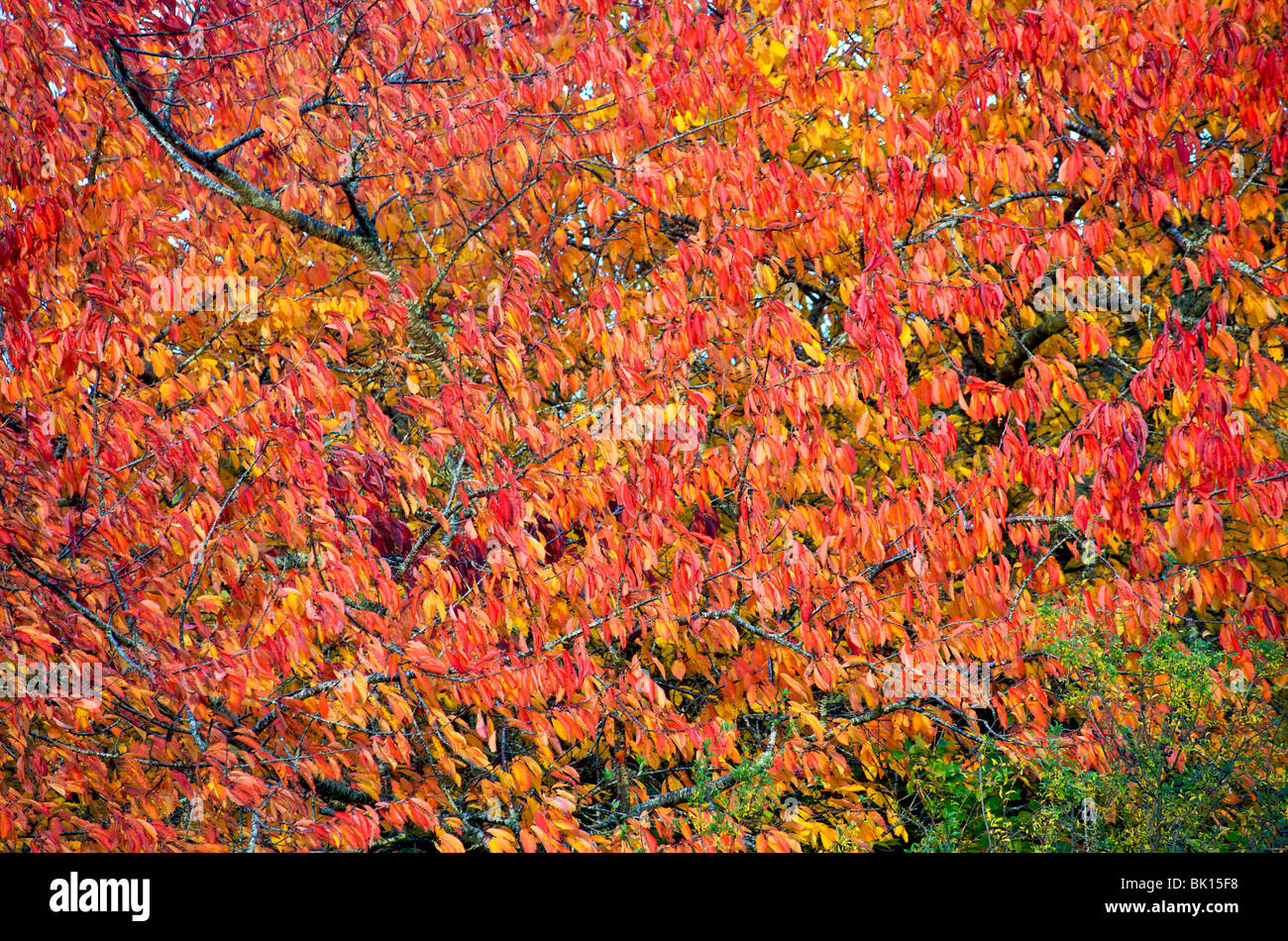 Scotland, autumn colours Stock Photo - Alamy