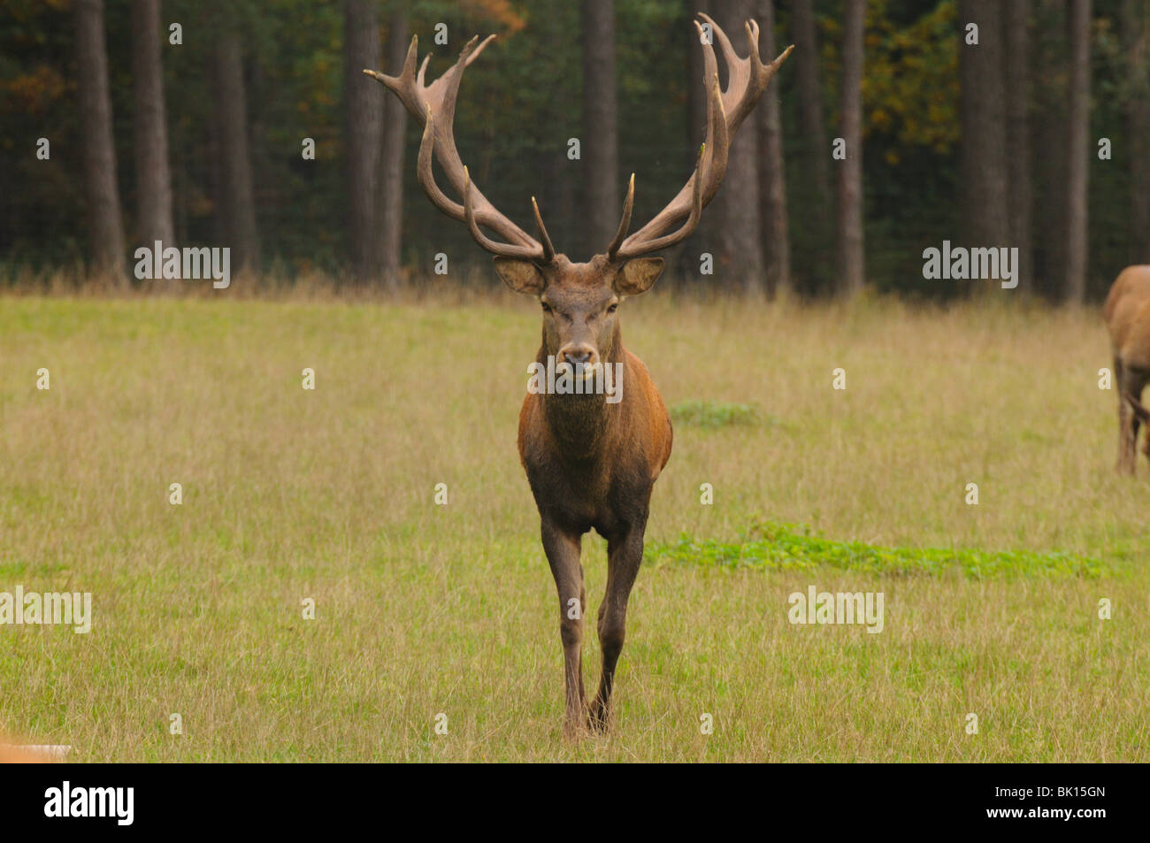 Moving deer hi-res stock photography and images - Alamy