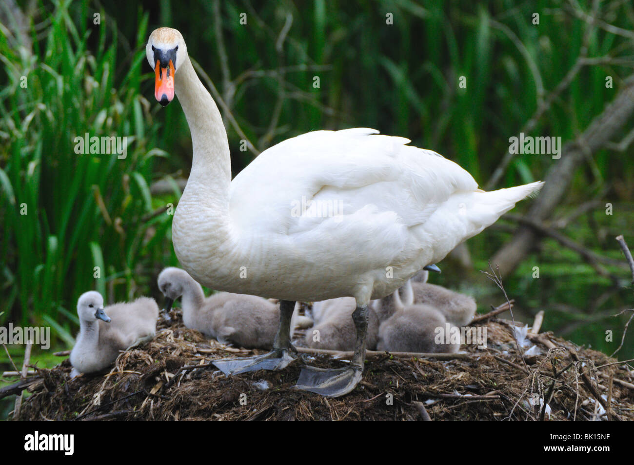 Immature swans hi-res stock photography and images - Alamy