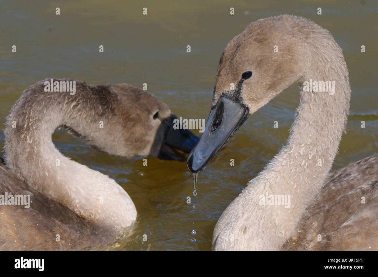 Two swan heads hi-res stock photography and images - Alamy