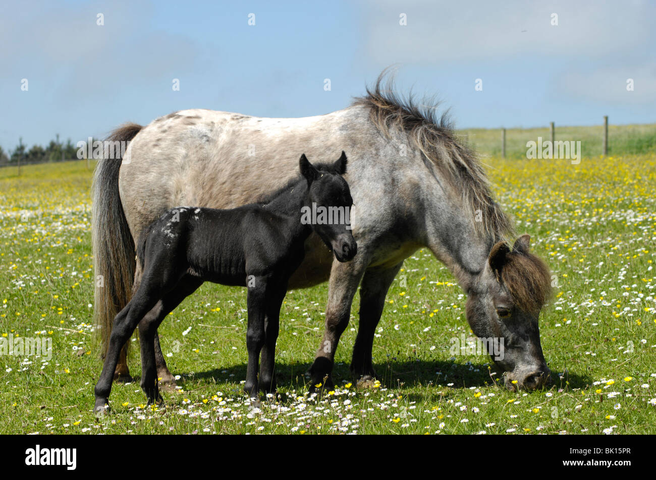 Falabellas hi-res stock photography and images - Alamy