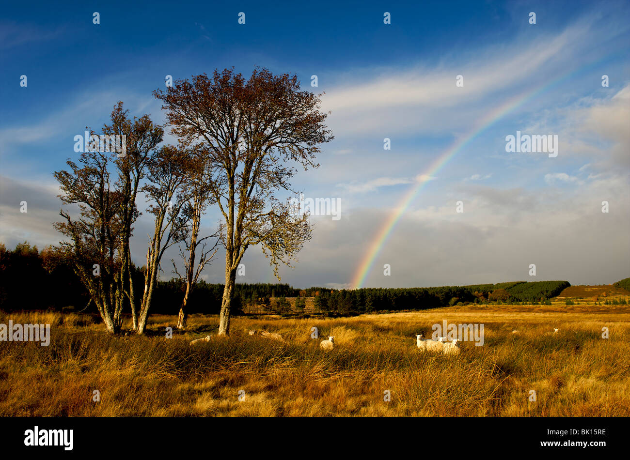 Scotland, autumn rainbow Stock Photo - Alamy