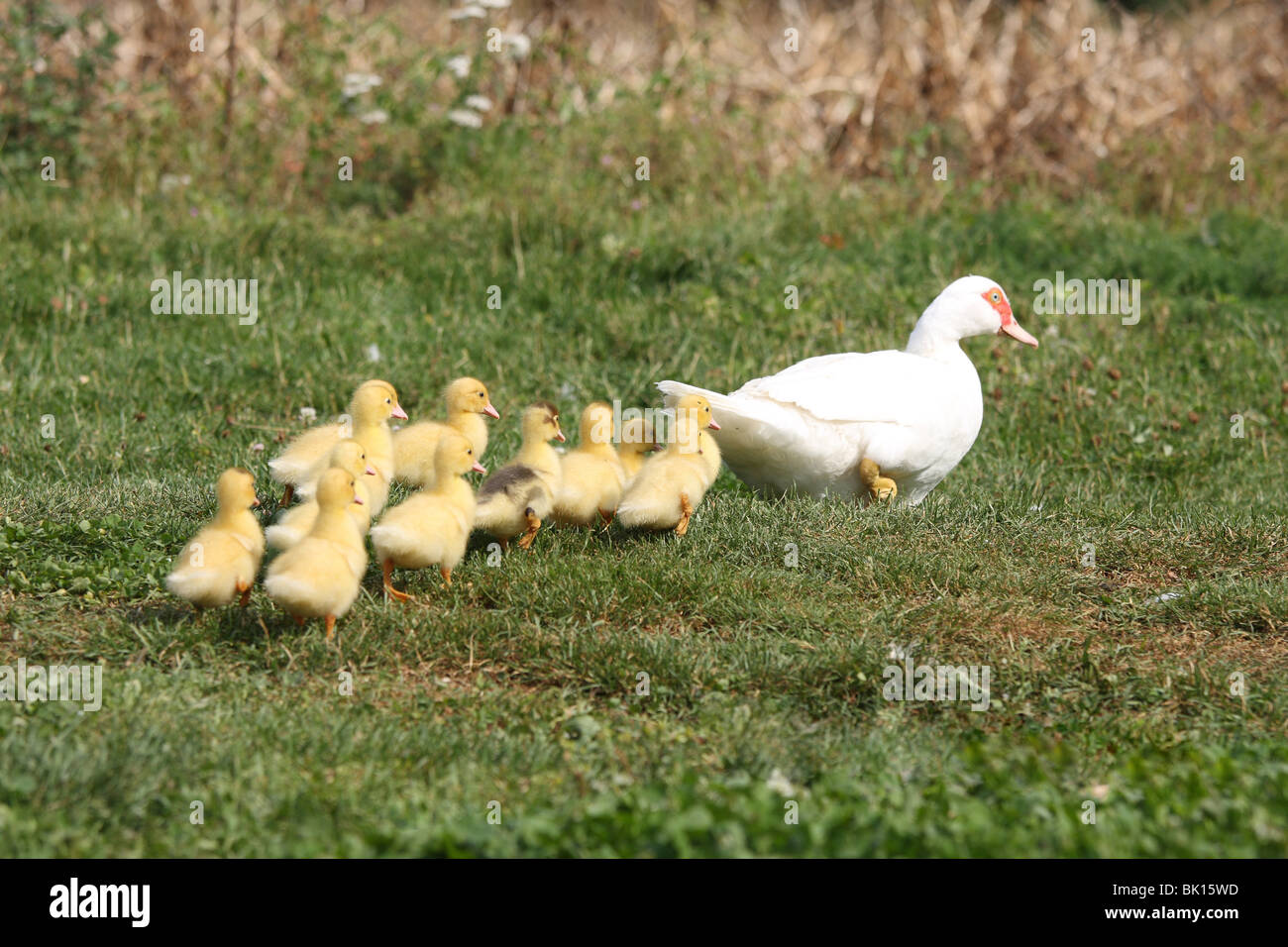 Ducks backside hi-res stock photography and images - Alamy