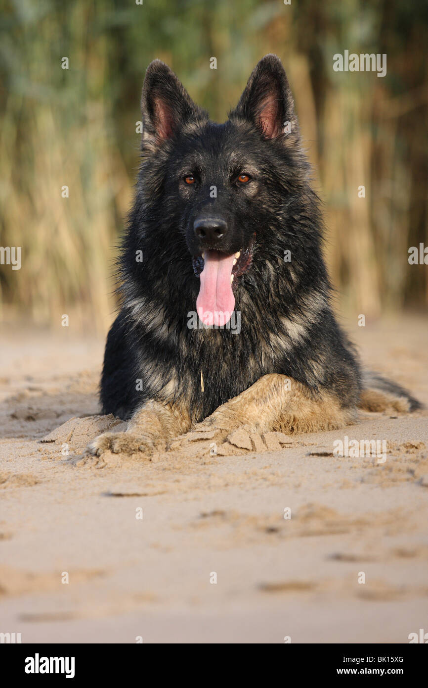 Old German Shepherd Dog Stock Photo - Alamy