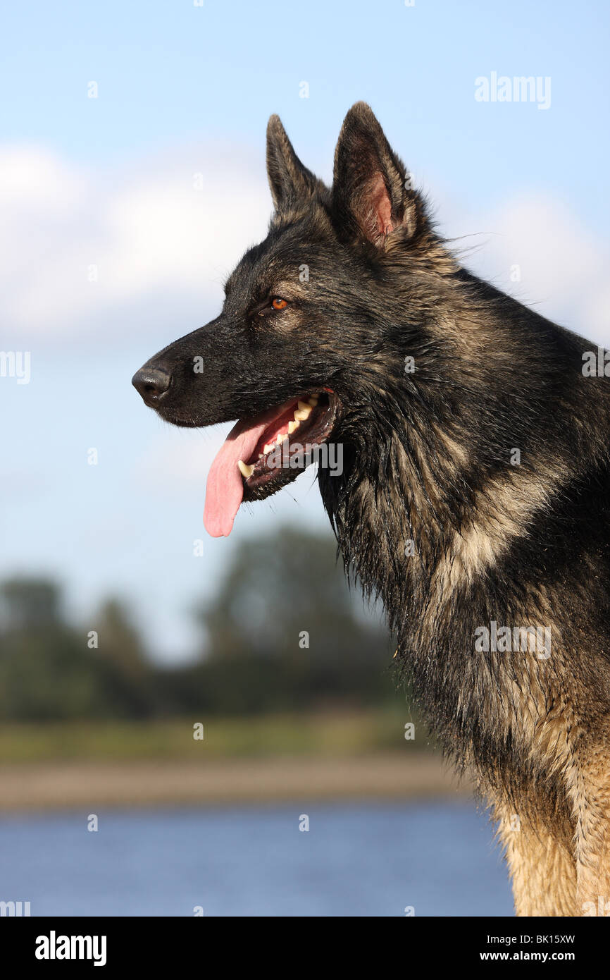Old German Shepherd Dog Stock Photo - Alamy