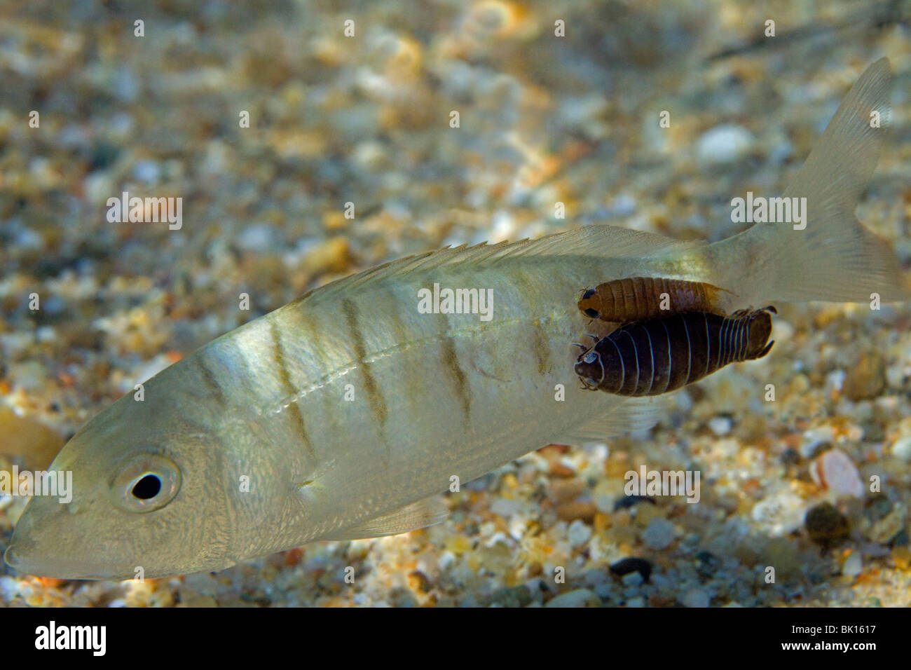 striped sea bream with two fish louses attached on it Stock Photo - Alamy