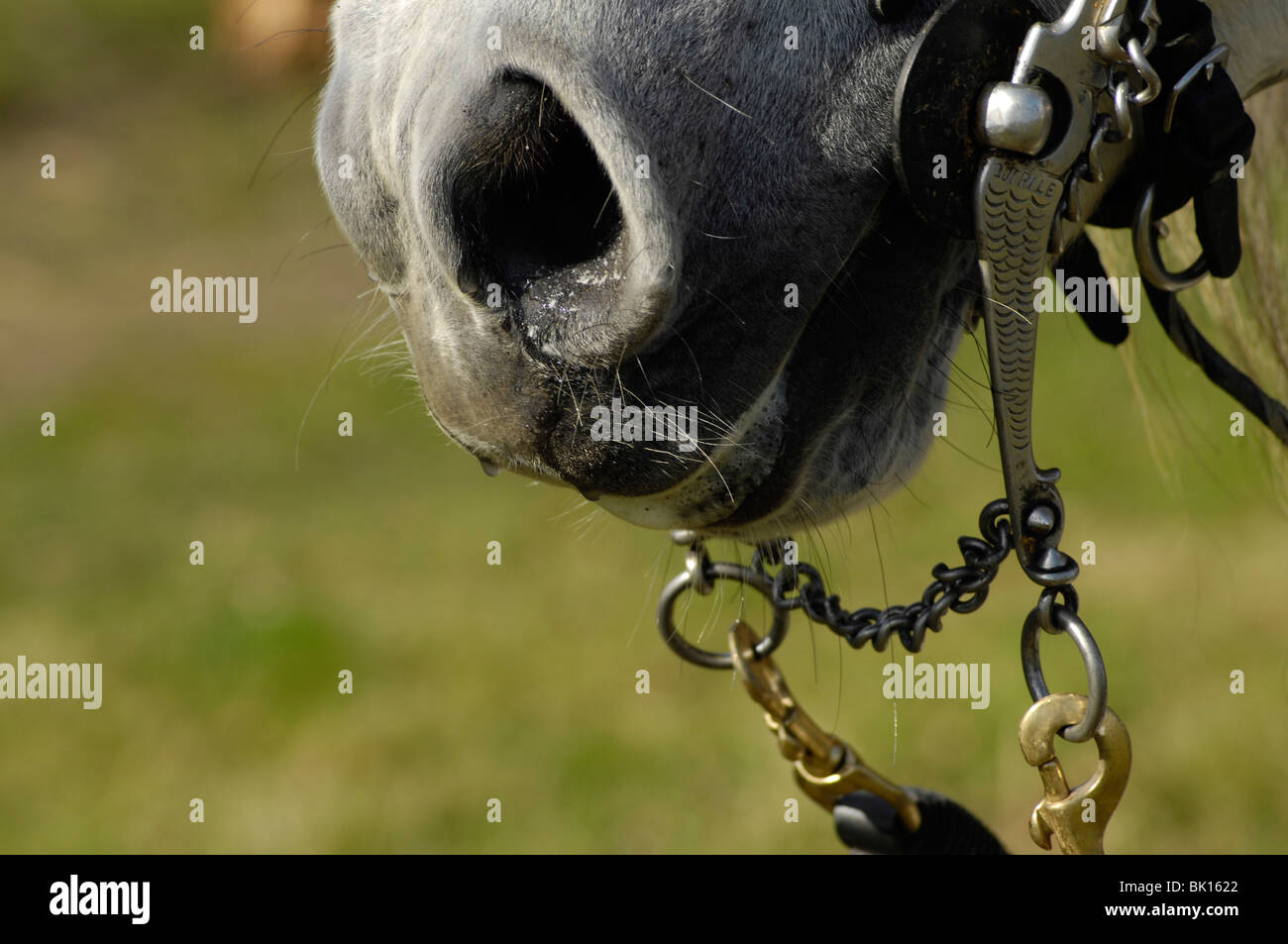 White horse bridled up hi-res stock photography and images - Alamy