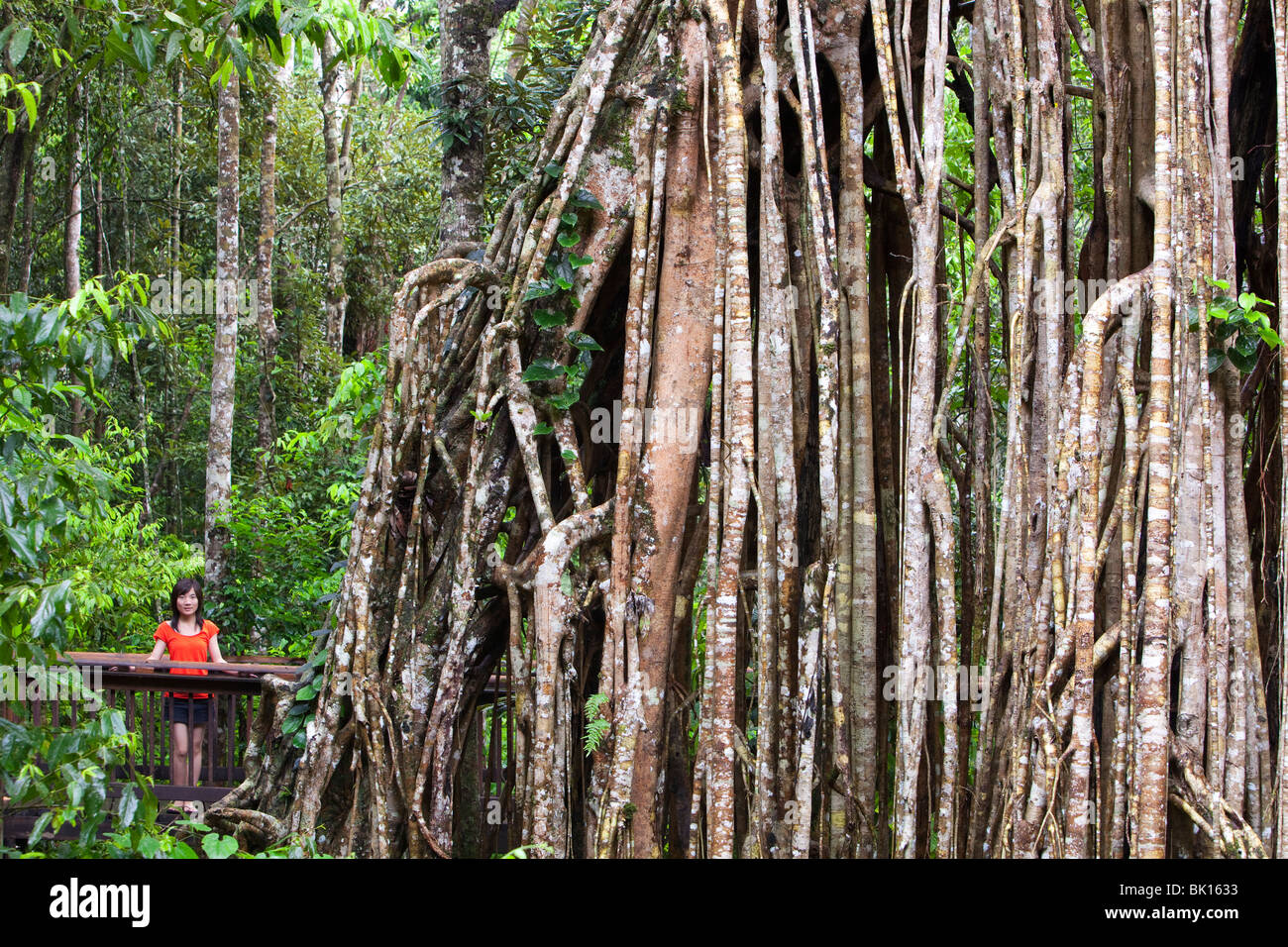 The Curtain Fig Tree, a massive Green Fig Tree (Ficus virens) in the ...
