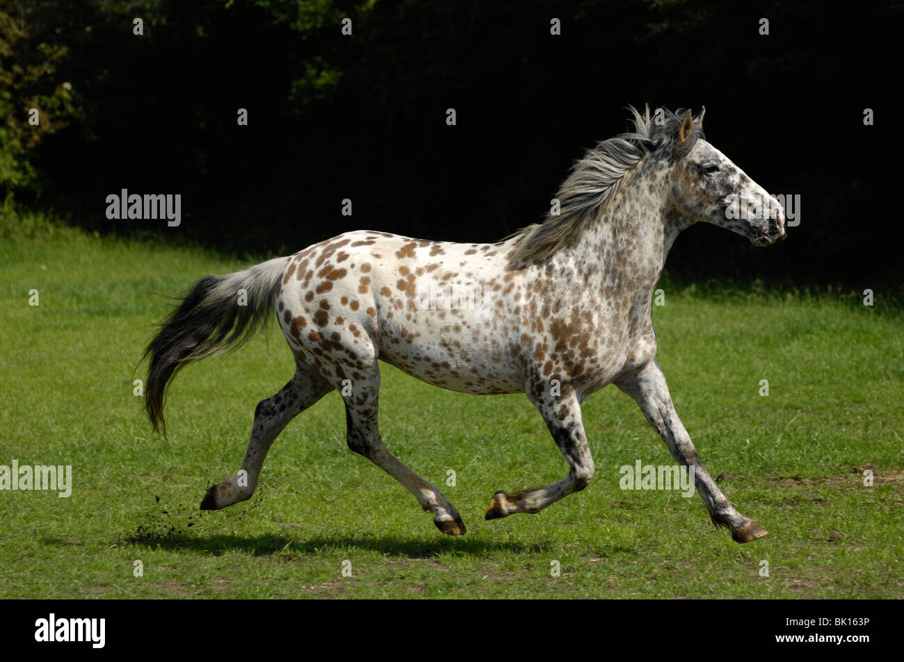 Tiger horse hi-res stock photography and images - Alamy