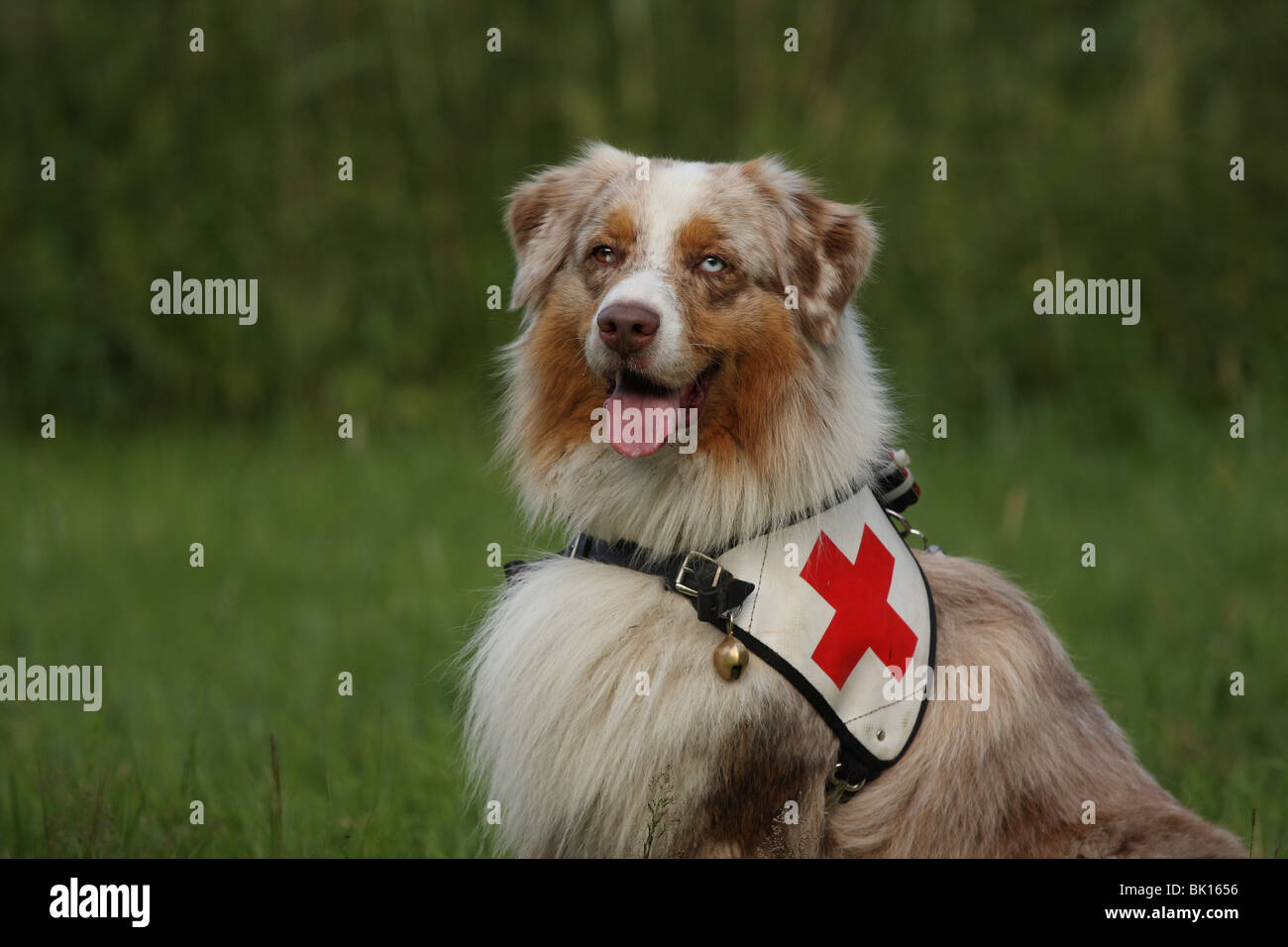 Australian shepherd search rescue dog hi-res stock photography and ...