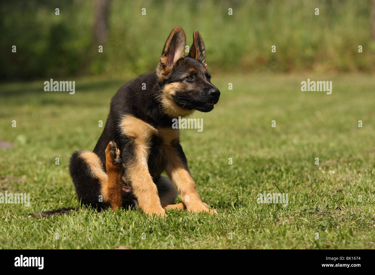 german shepherd puppy Stock Photo - Alamy