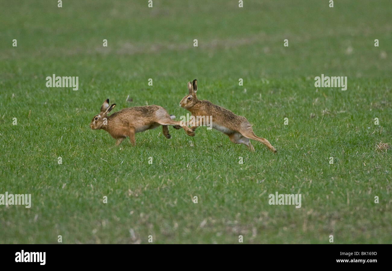 Male hare boxing hi-res stock photography and images - Alamy