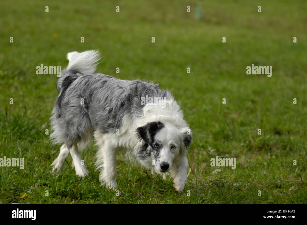 walking Border Collie Stock Photo - Alamy