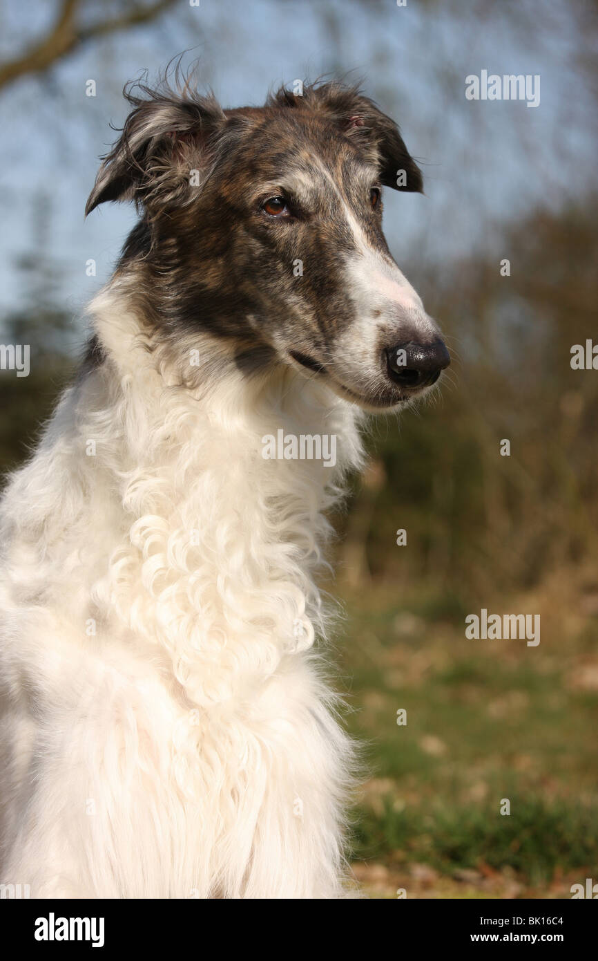 Portrait borzoi side view hi-res stock photography and images - Alamy