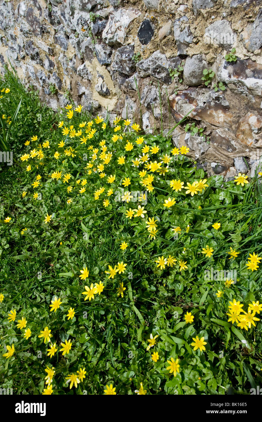 Lesser Celandine are one of the first Spring flowers to appear at the ...