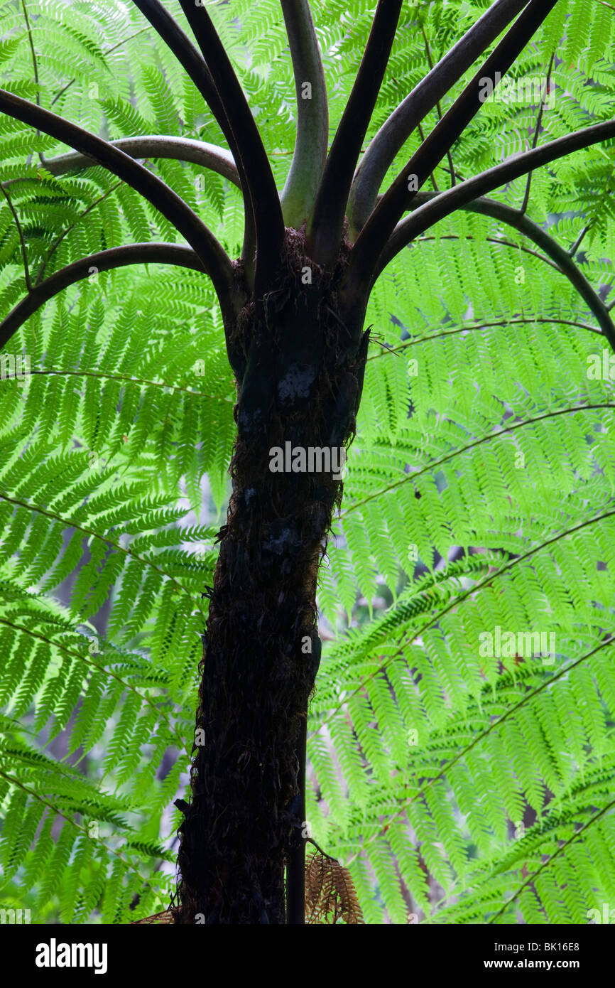 A tree fern in the Daintree rain forest in the North of Queensland ...