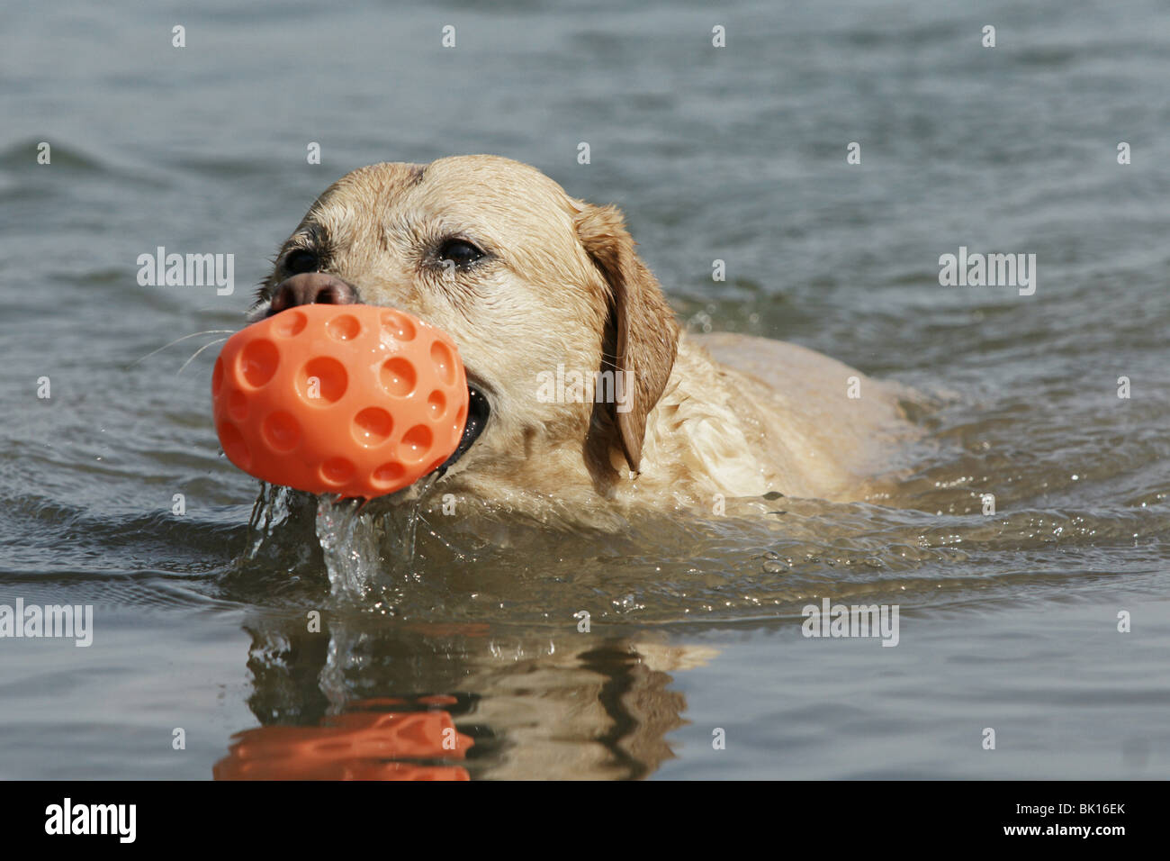 playing Labrador Retriever Stock Photo - Alamy