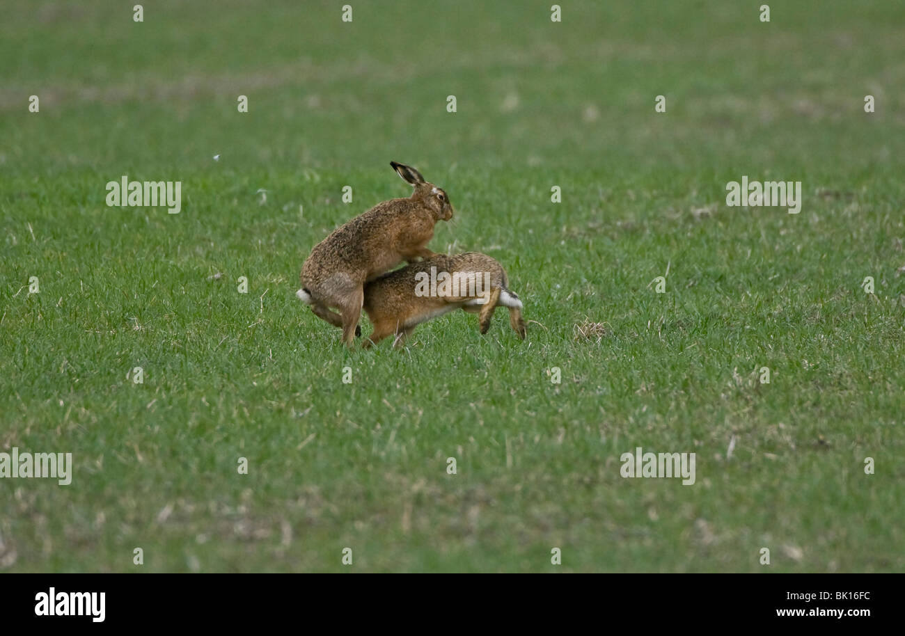 Male Brown Hare chasing female in green field in an attempt to mate ...