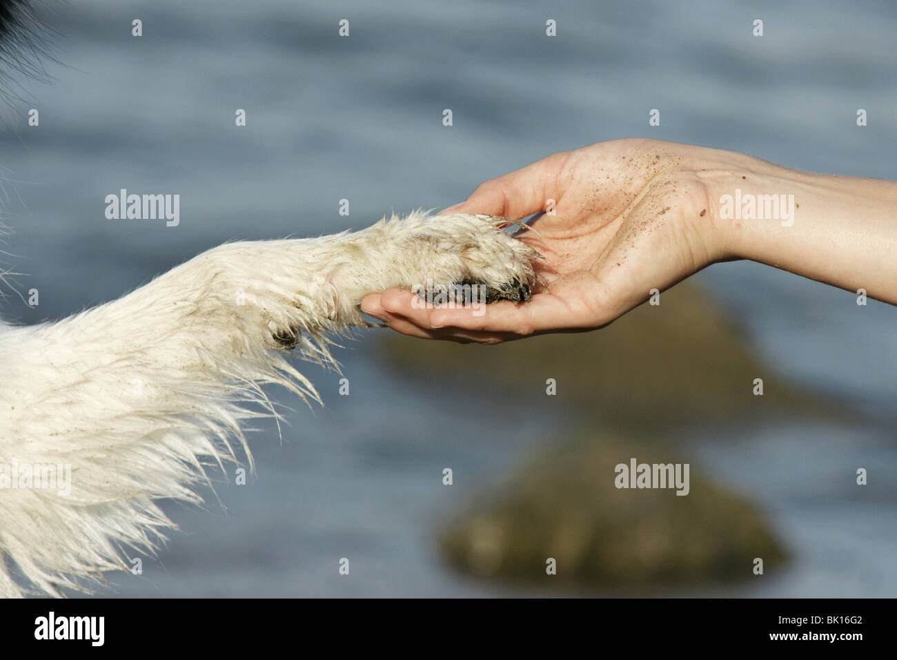 Border Collie gives paw Stock Photo - Alamy