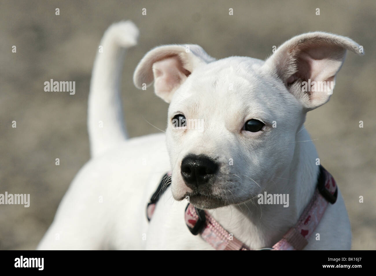 mongrel puppy portrait Stock Photo - Alamy