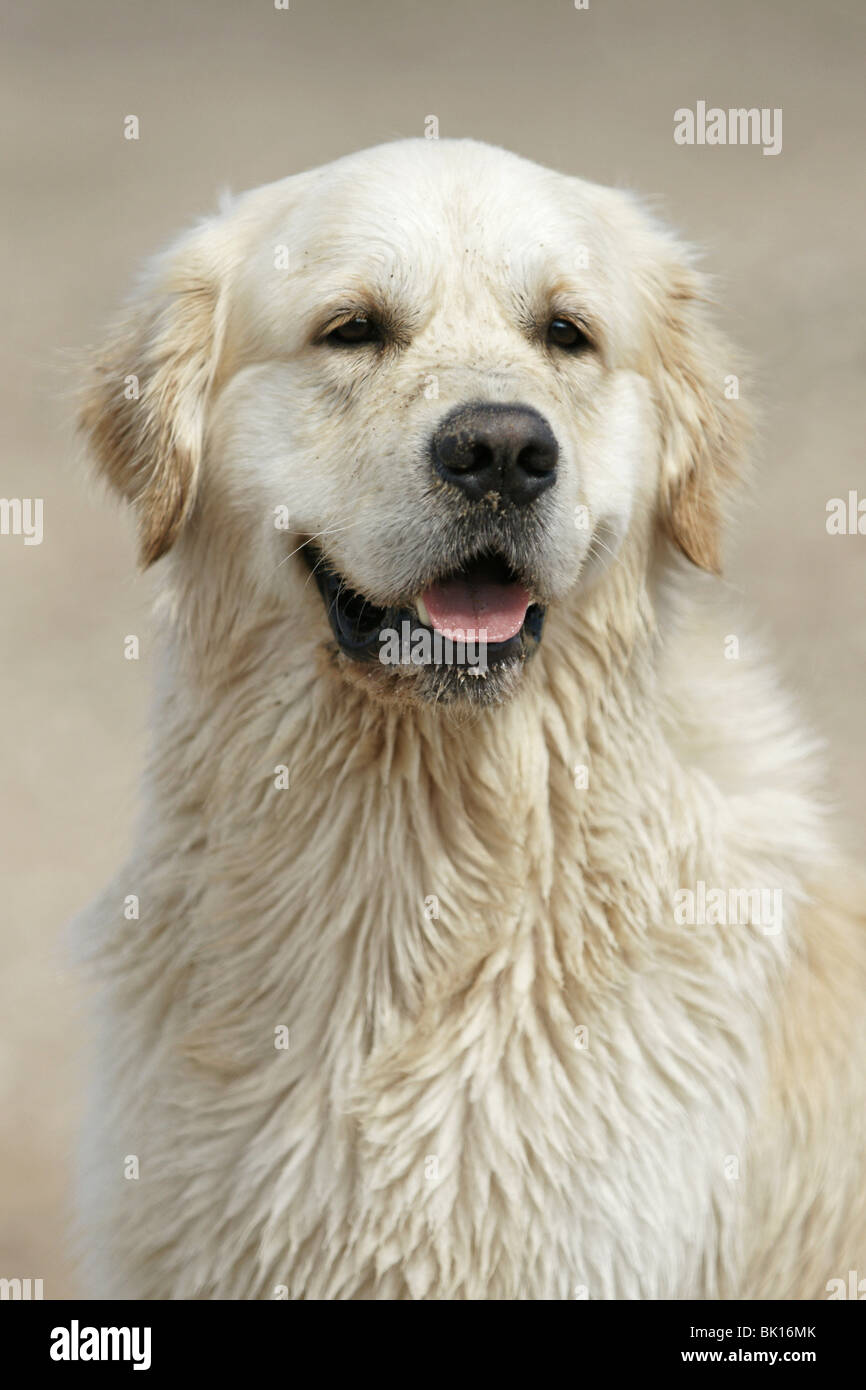 Golden Retriever Portrait Stock Photo - Alamy