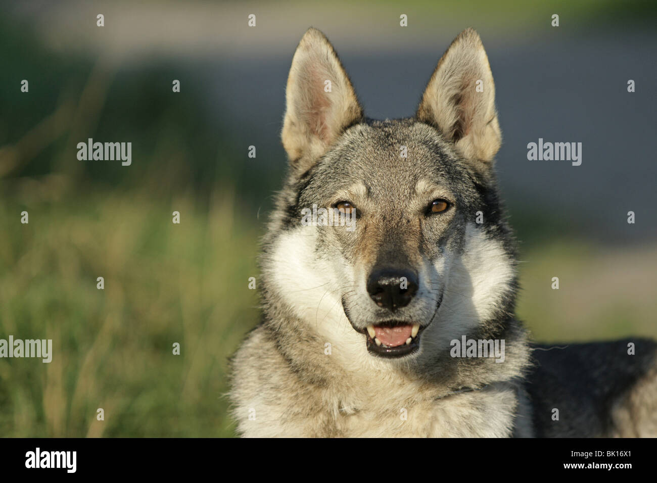Czechoslovakian wolfdog portrait Stock Photo - Alamy