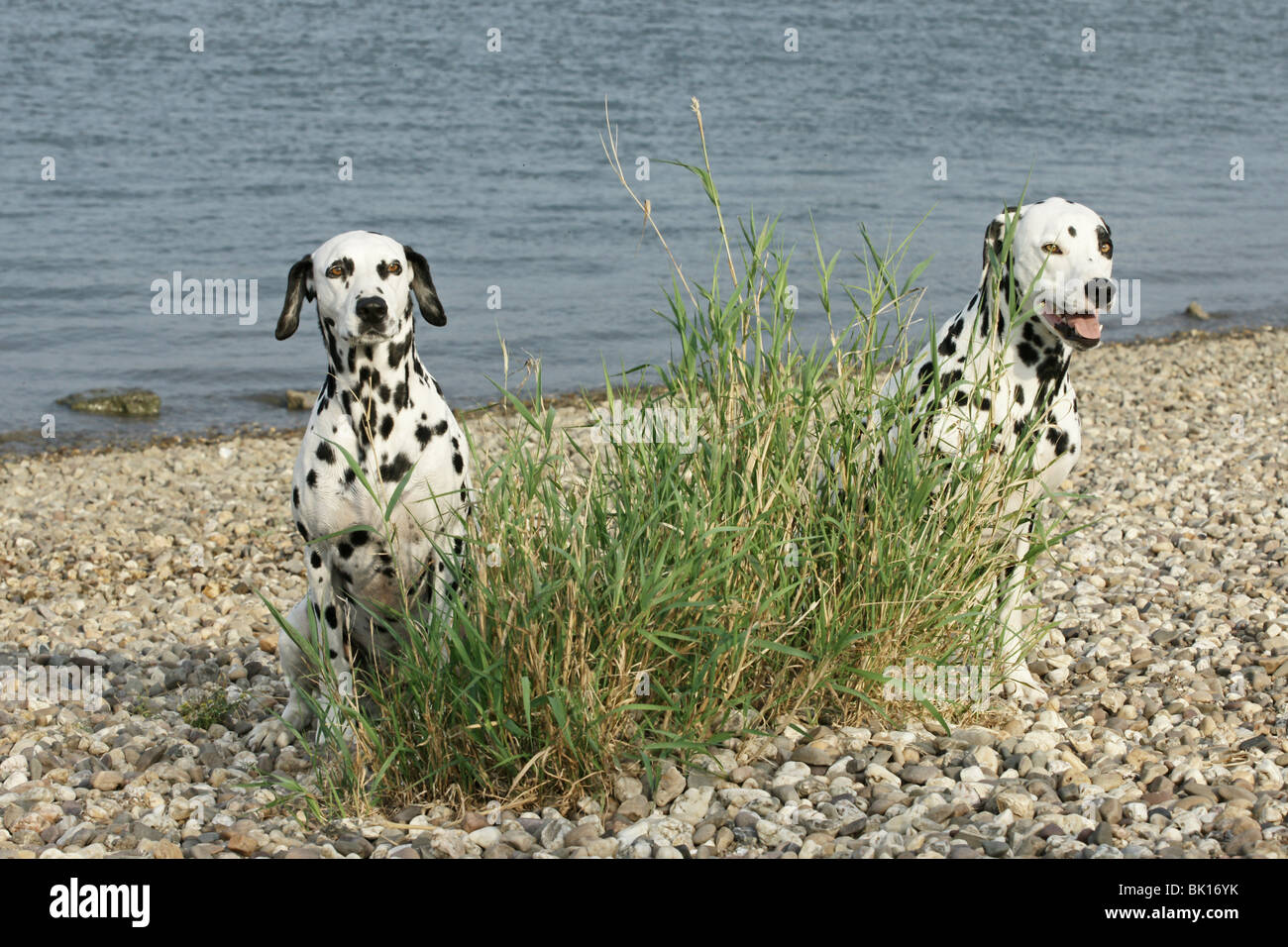 Spotty pants hi-res stock photography and images - Alamy