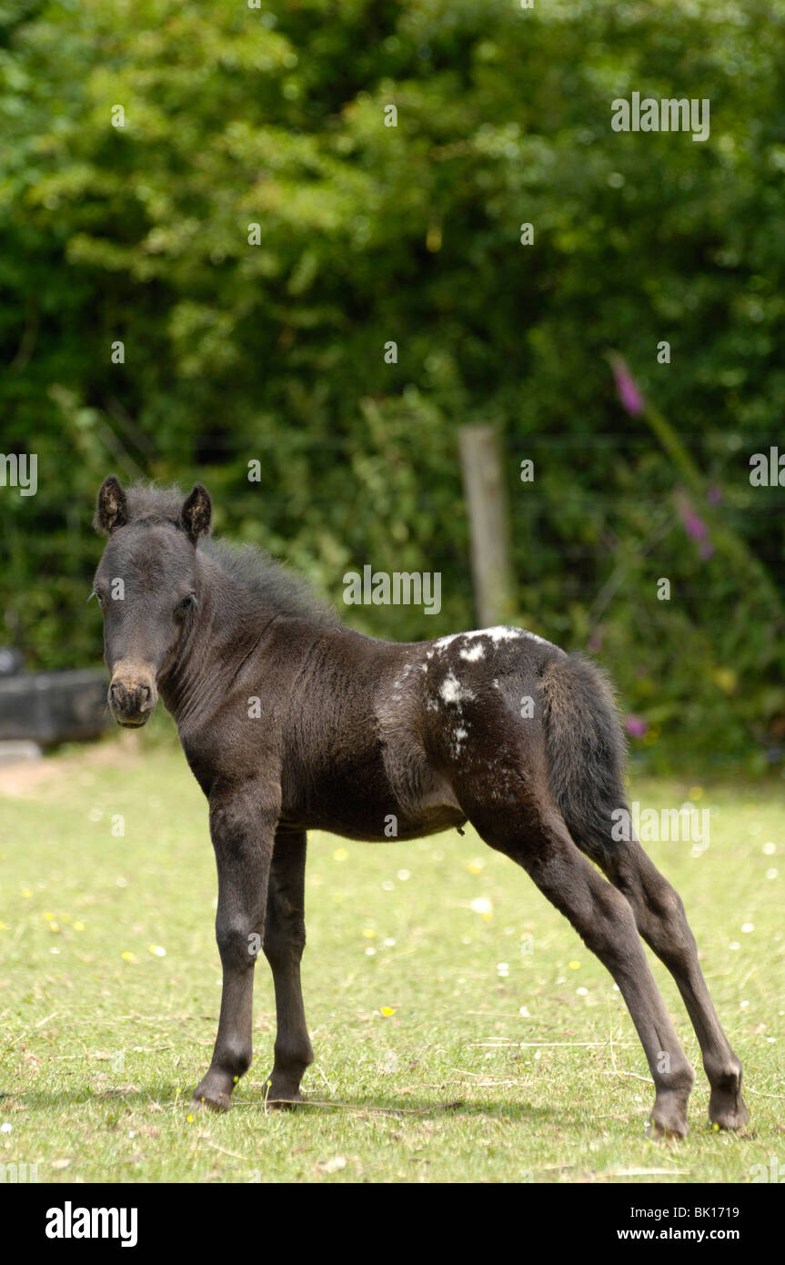 Falabellas hi-res stock photography and images - Alamy