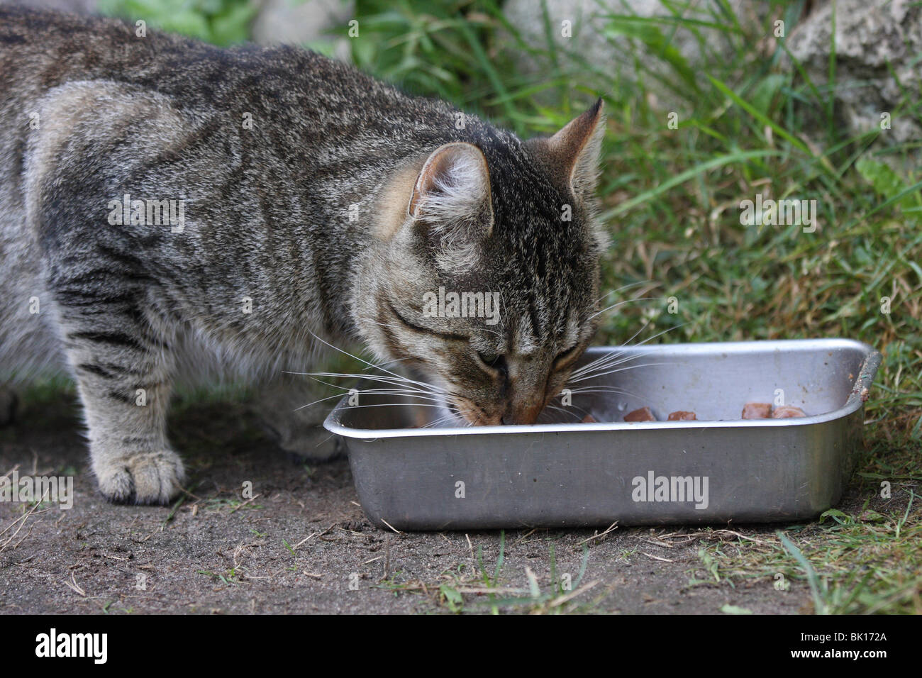 Cat eating outside house hi-res stock photography and images - Alamy