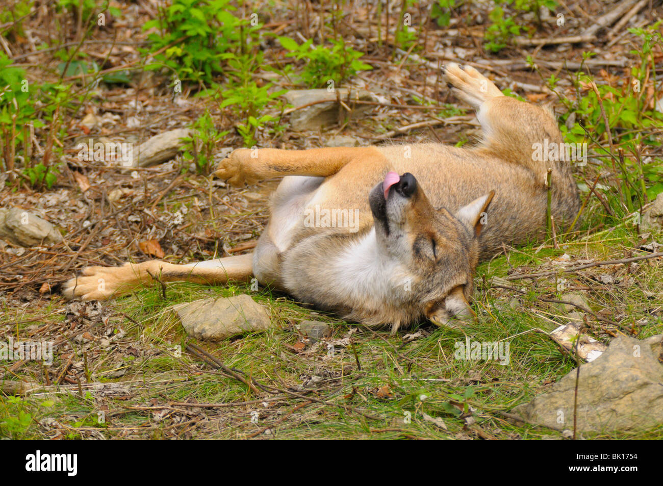 Wolf rolling ground hi-res stock photography and images - Alamy
