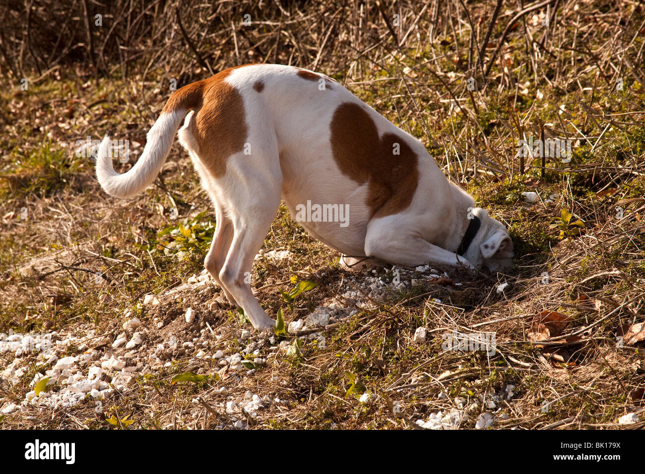 Dog chasing rabbit hi-res stock photography and images - Alamy