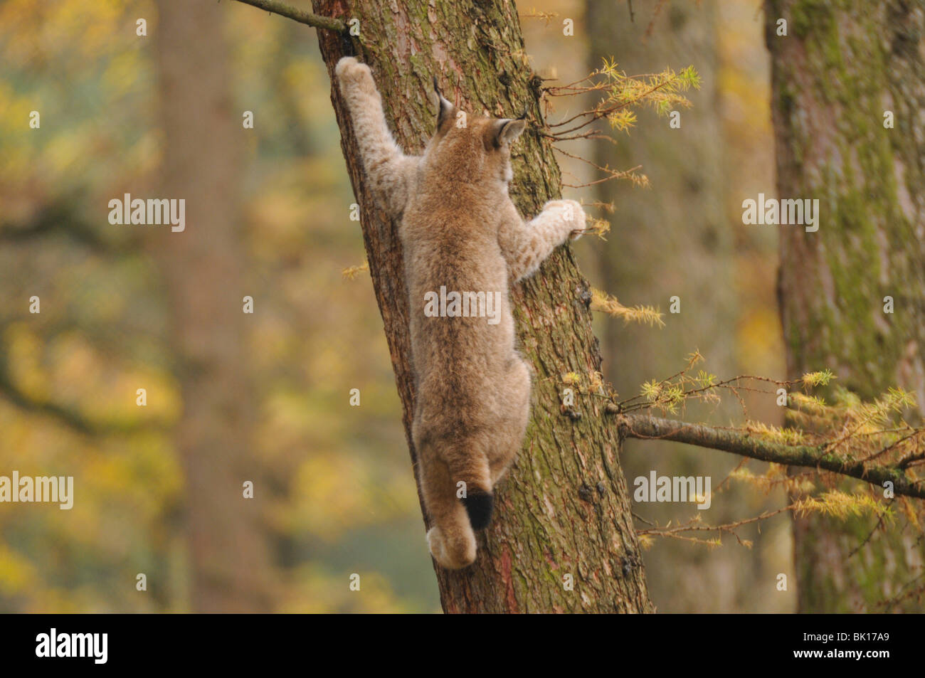 Eurasian lynx lynx lynx climbing hi-res stock photography and images ...
