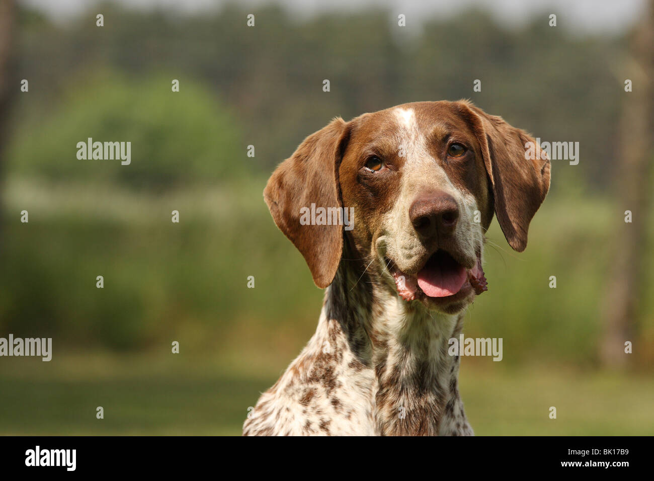 German Shorthaired Pointer Mixed With Golden Retriever