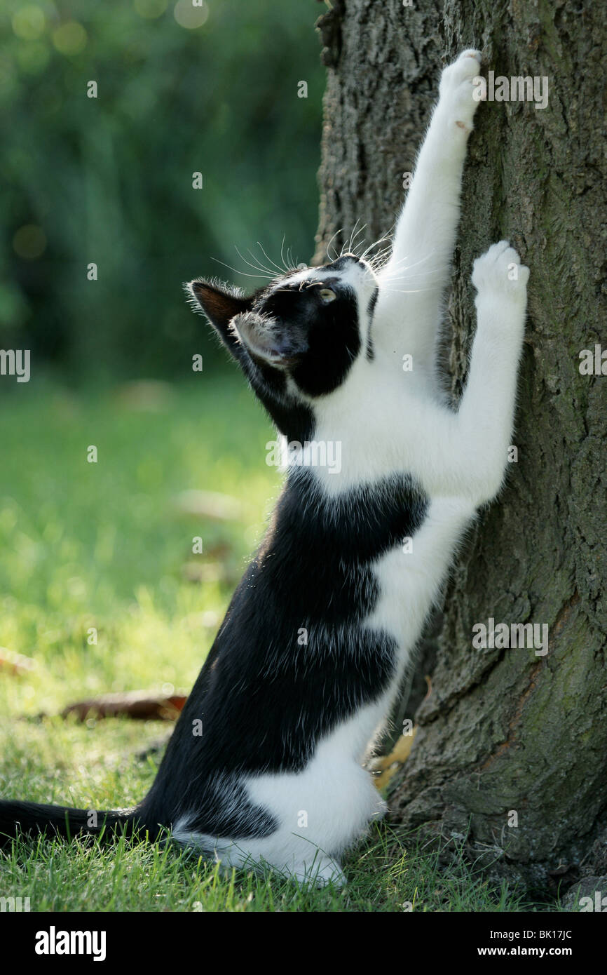 Sharp side profile shadow hi-res stock photography and images - Alamy