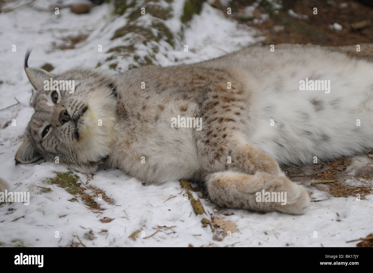 Lynx behavior hi-res stock photography and images - Alamy