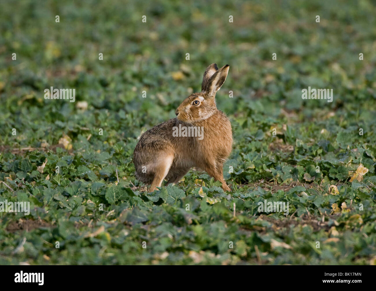 Portrait of Brown Hare sat in field in Oxfordshire during February and ...
