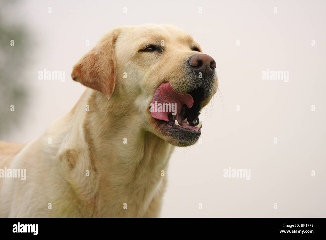 blonde Labrador Retriever Stock Photo - Alamy