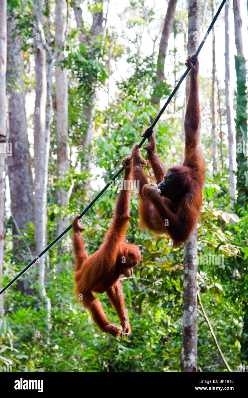 Two baby orang utans hi-res stock photography and images - Alamy