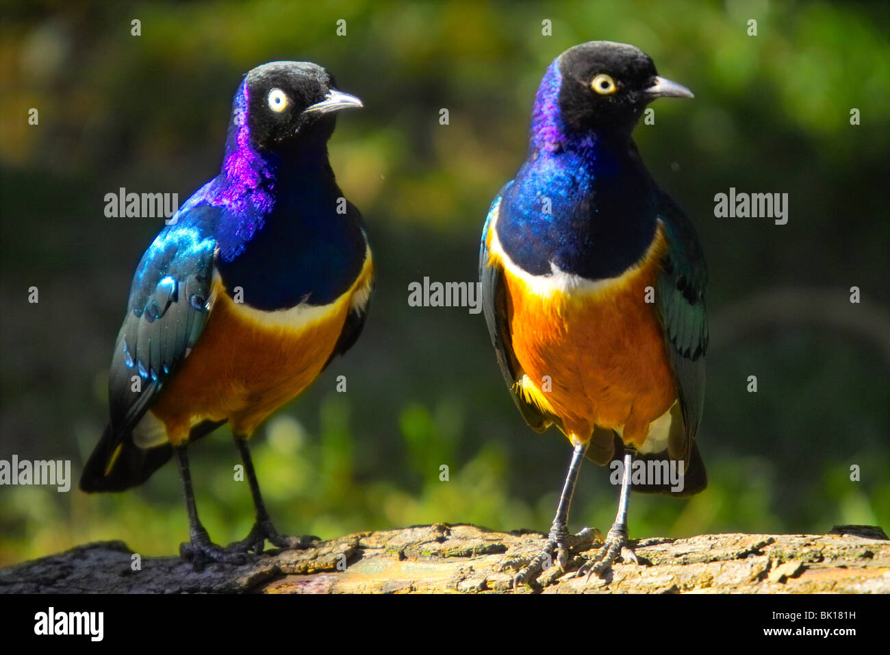 Adult superb starling hi-res stock photography and images - Alamy