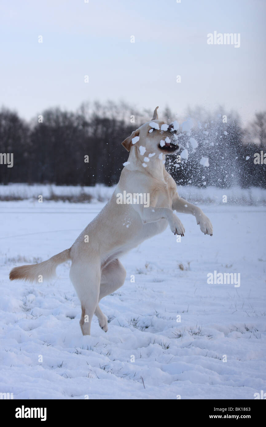 jumping Labrador Retriever Stock Photo - Alamy