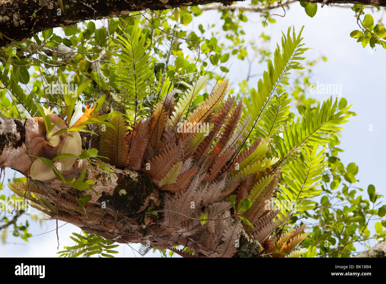 Epiphytic ferns in the Daintree Rainforest, Queensland, Australia Stock ...