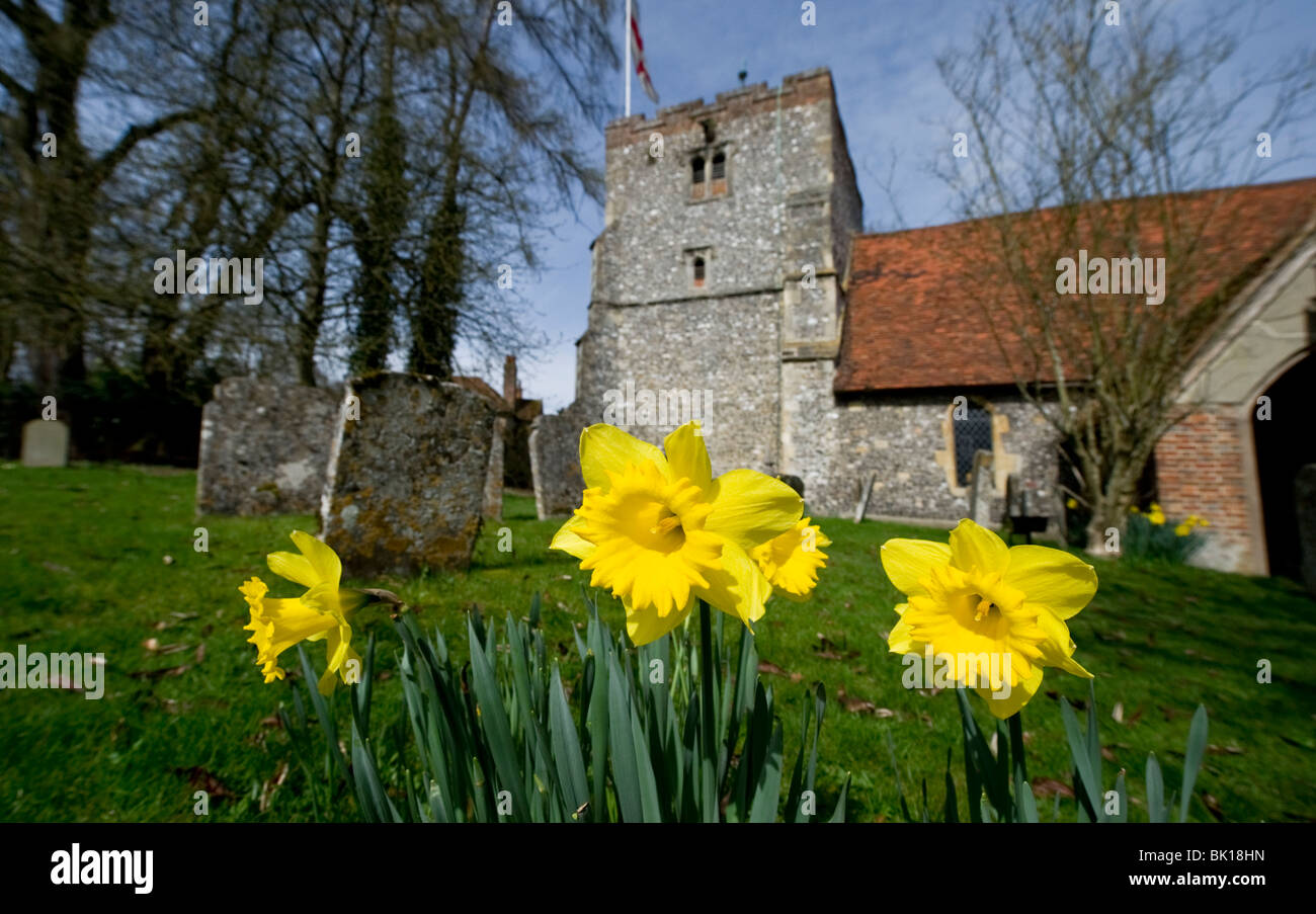 Spring daffodils in the churchyard of the parish church of Turville ...