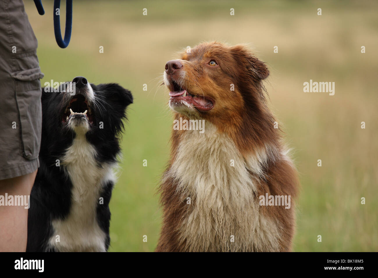 Australian shepherd border collie hi-res stock photography and images ...