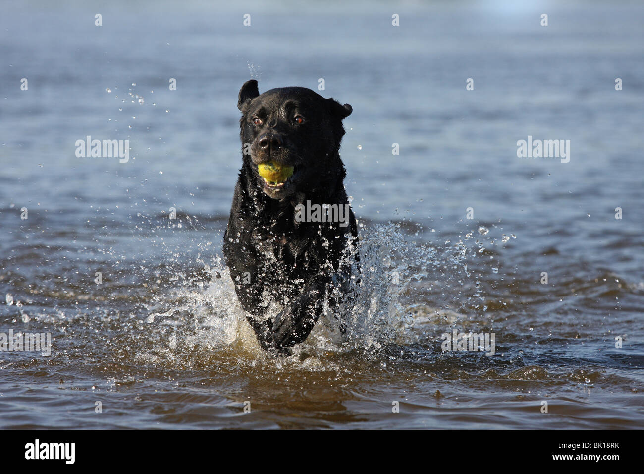 Black labrador playing fetch ball hi-res stock photography and images ...
