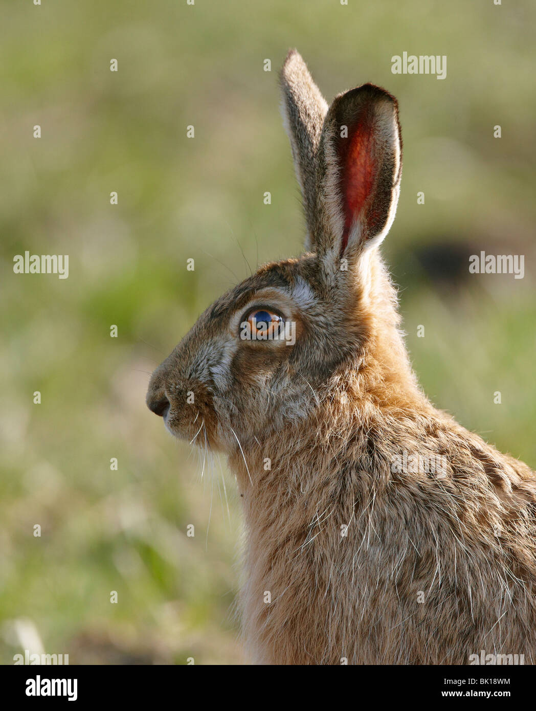 Brown Hare close up of head and big ears Oxfordshire March Stock Photo ...