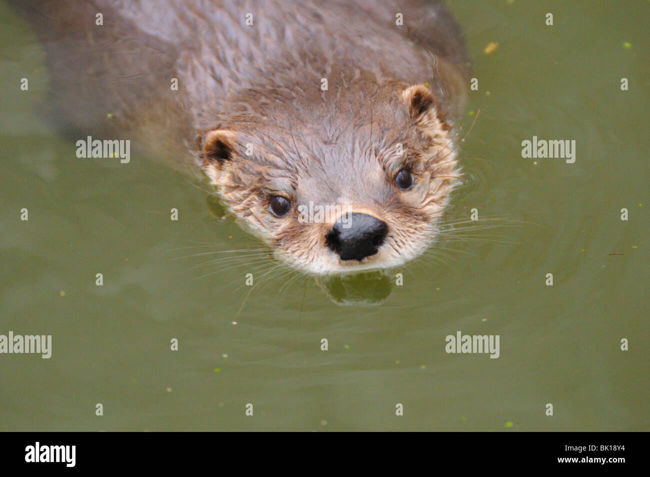 swimming common otter Stock Photo - Alamy