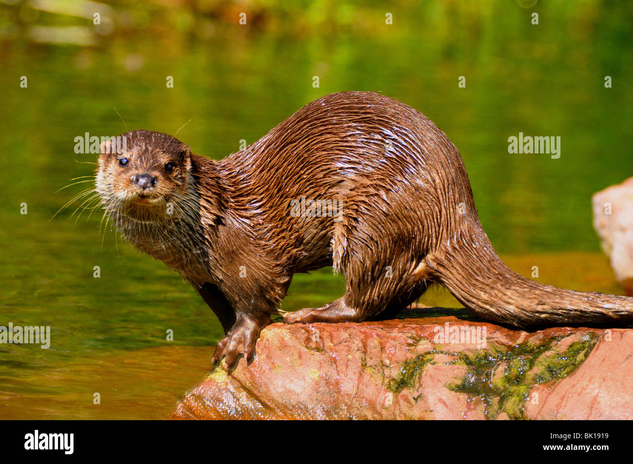 Lakeside otter hi-res stock photography and images - Alamy