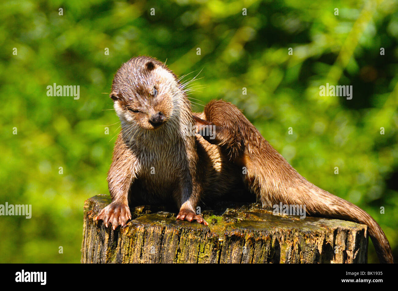 Otter behaviour hi-res stock photography and images - Alamy