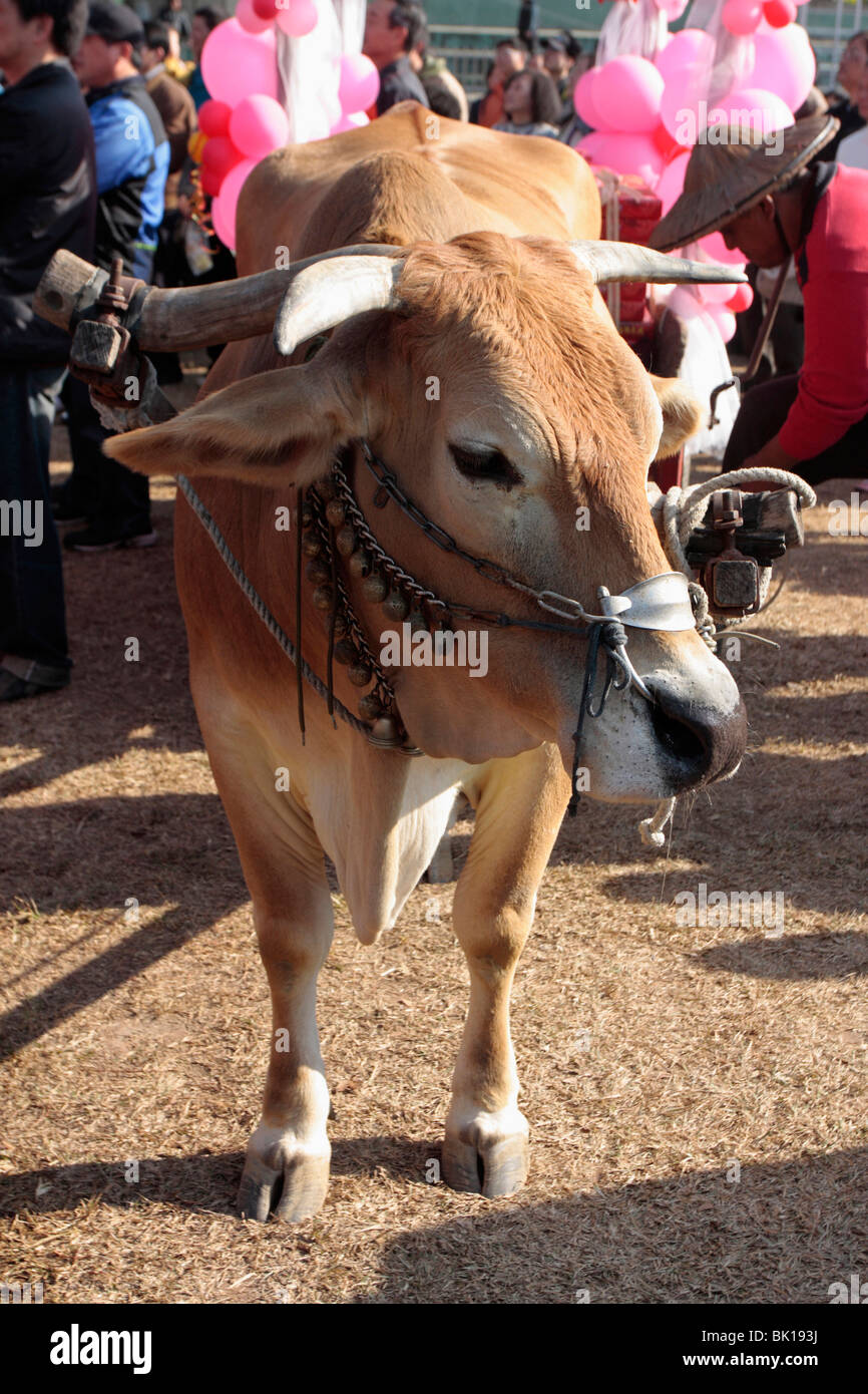 Cow carriage shows for the celebration of Chinese New Year Stock Photo ...