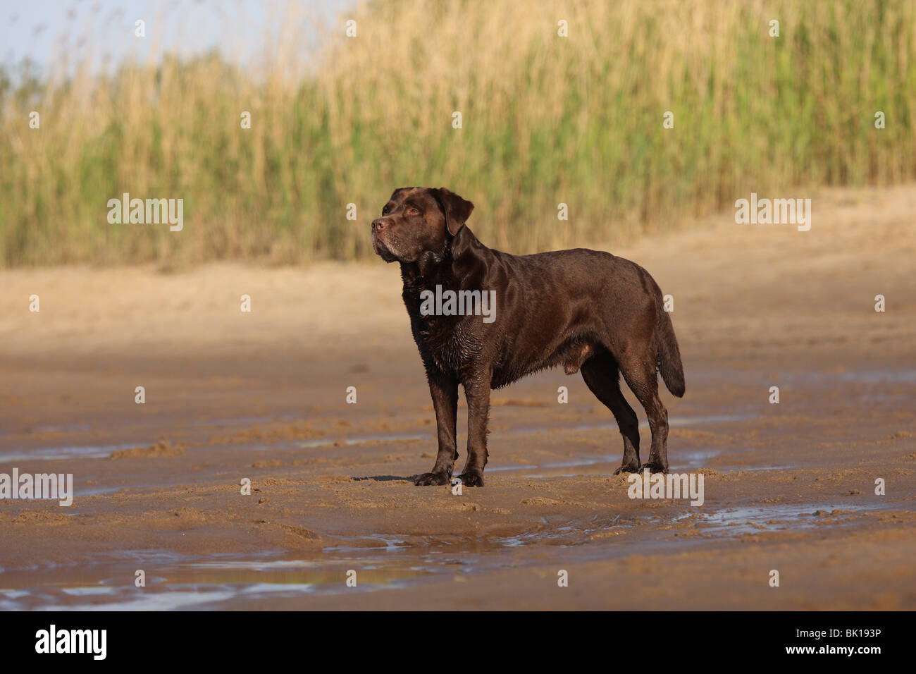 brown Labrador Retriever Stock Photo - Alamy
